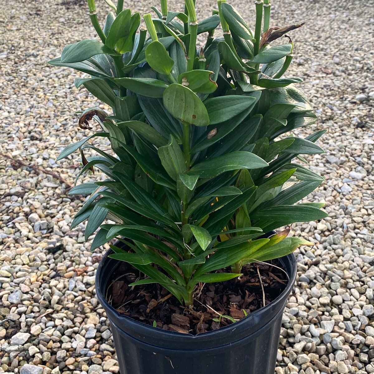 Lilium X Lily Looks Tiny Moon Dwarf Asiatic Lily | SiteOne