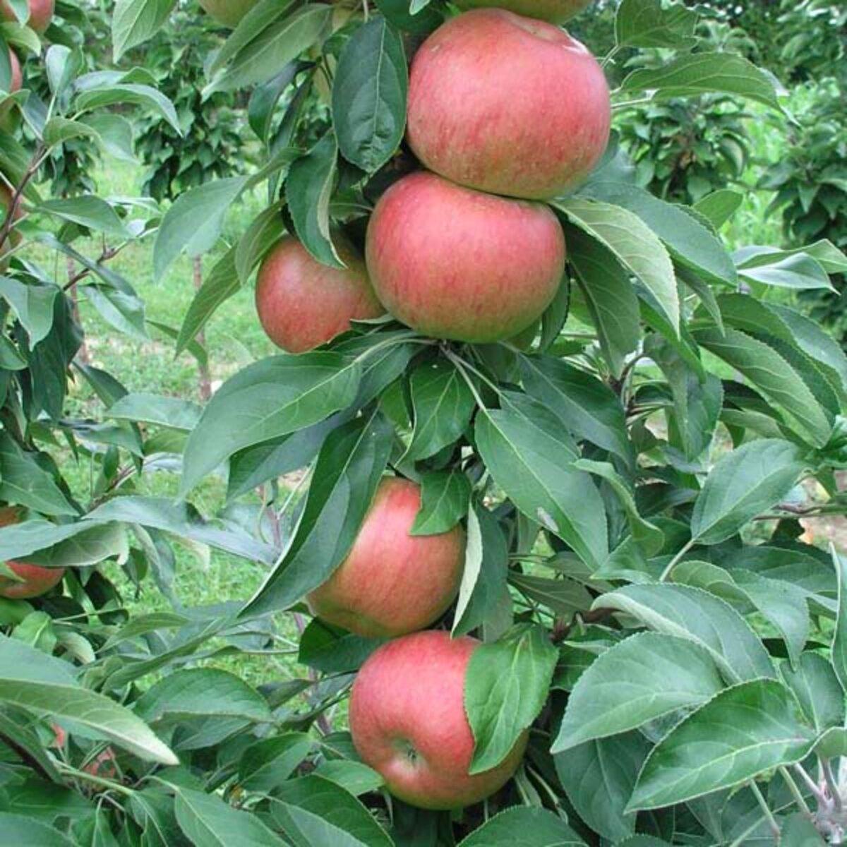 Malus X Domestica Fruit Snacks Blushing Delight Columna | SiteOne