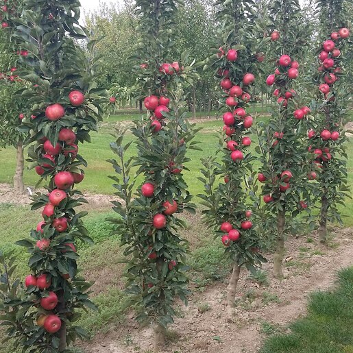 Malus X Domestica Fruit Snacks Tasty Red Columnar Apple | SiteOne