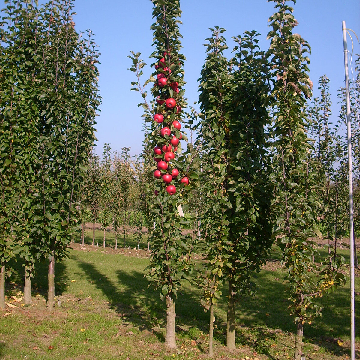 Malus X Domestica Fruit Snacks Tasty Red Columnar Apple | SiteOne
