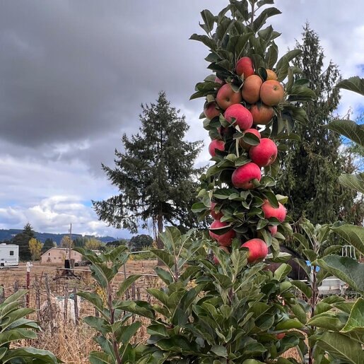 Malus X Domestica Fruit Snacks Tasty Red Columnar Apple | SiteOne