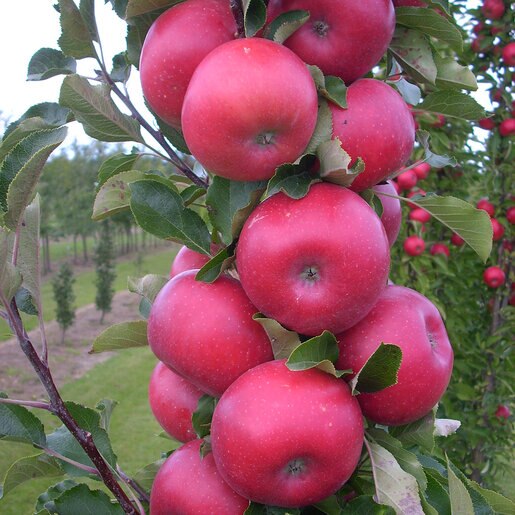 Malus X Domestica Fruit Snacks Tasty Red Columnar Apple | SiteOne