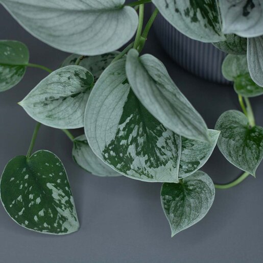 Scindapsus Pictus Silvery Ann Satin Pothos | SiteOne
