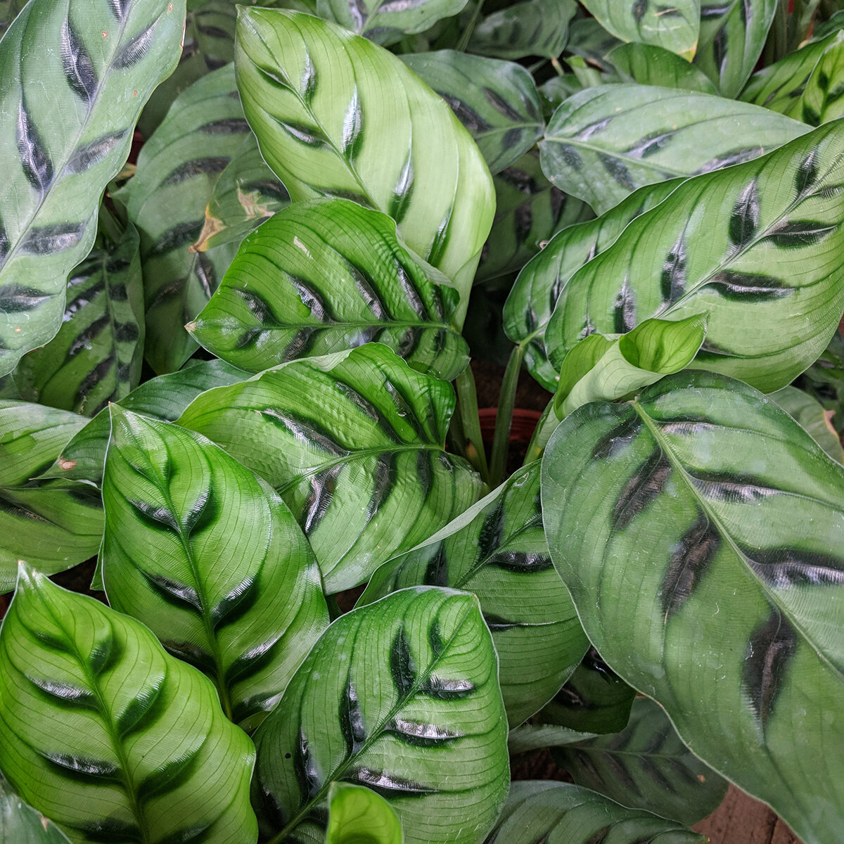 Calathea Leopardina Shadow Plant | SiteOne