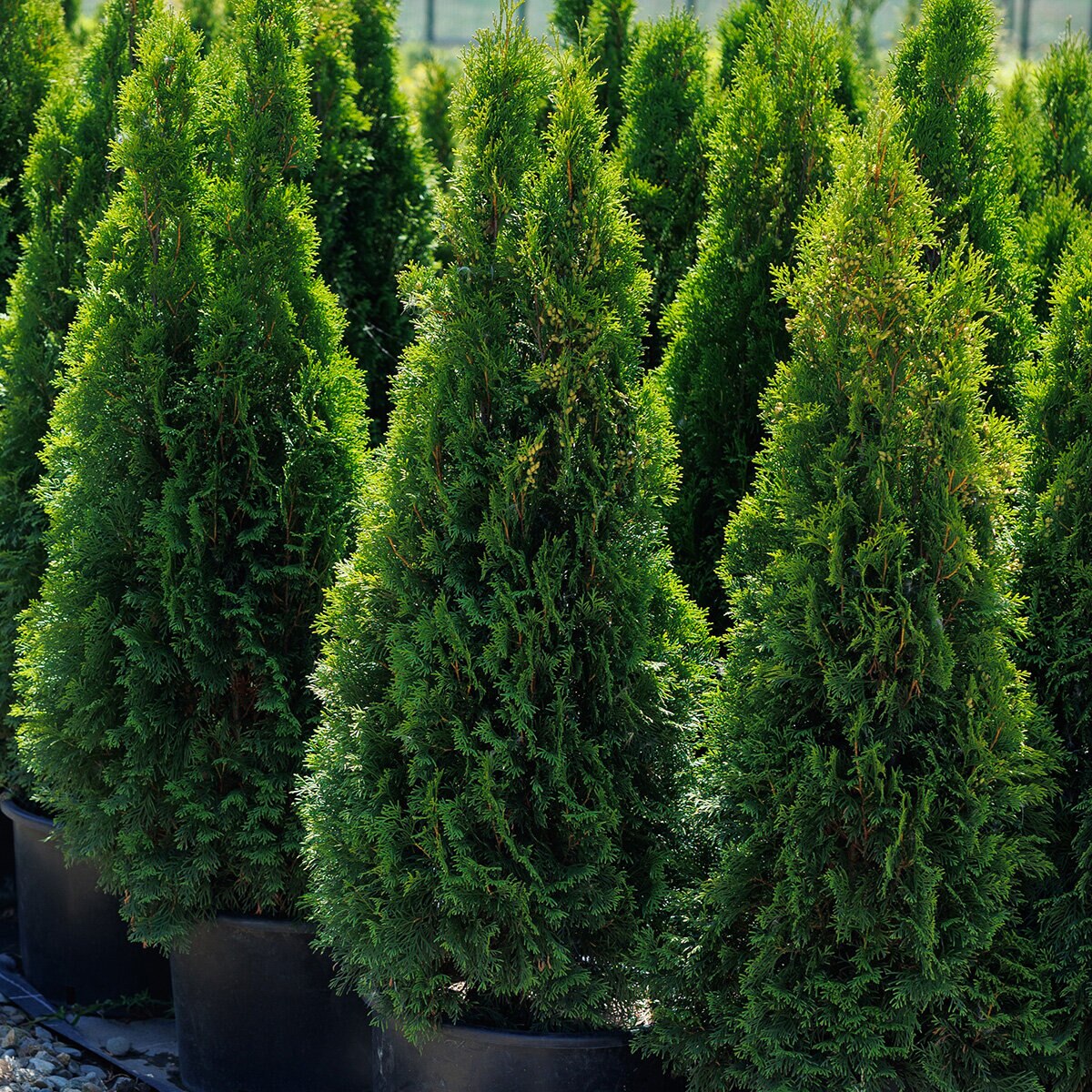 Thuja Occidentalis Emerald Arborvitae | SiteOne