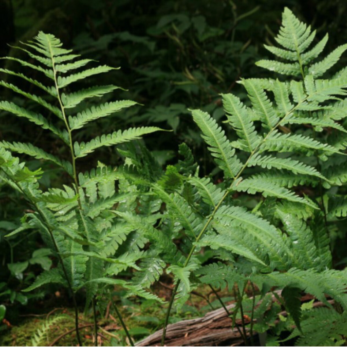 Dryopteris Goldiana Wood Fern | SiteOne