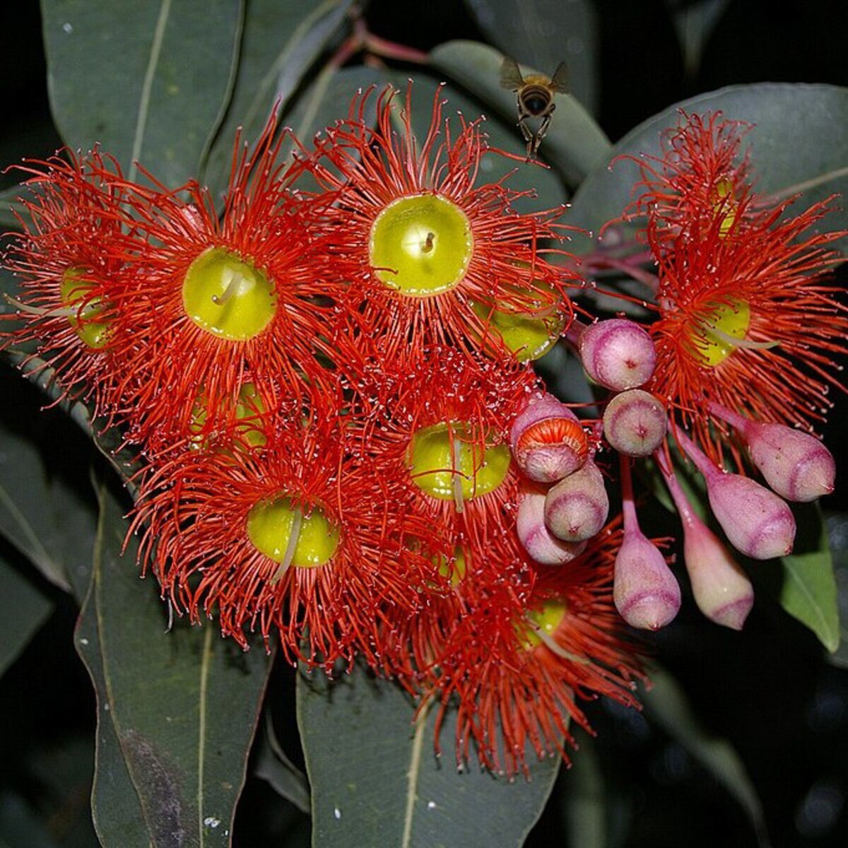 Eucalyptus Ficifolia Red Flowering Eucalyptus | SiteOne