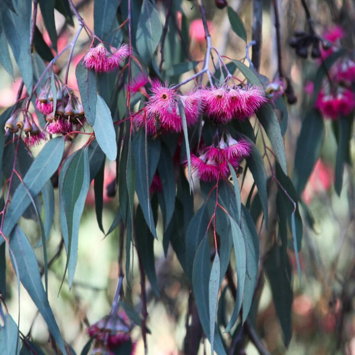Eucalyptus Sideroxylon Rosea Red Flowering Ironbark | SiteOne