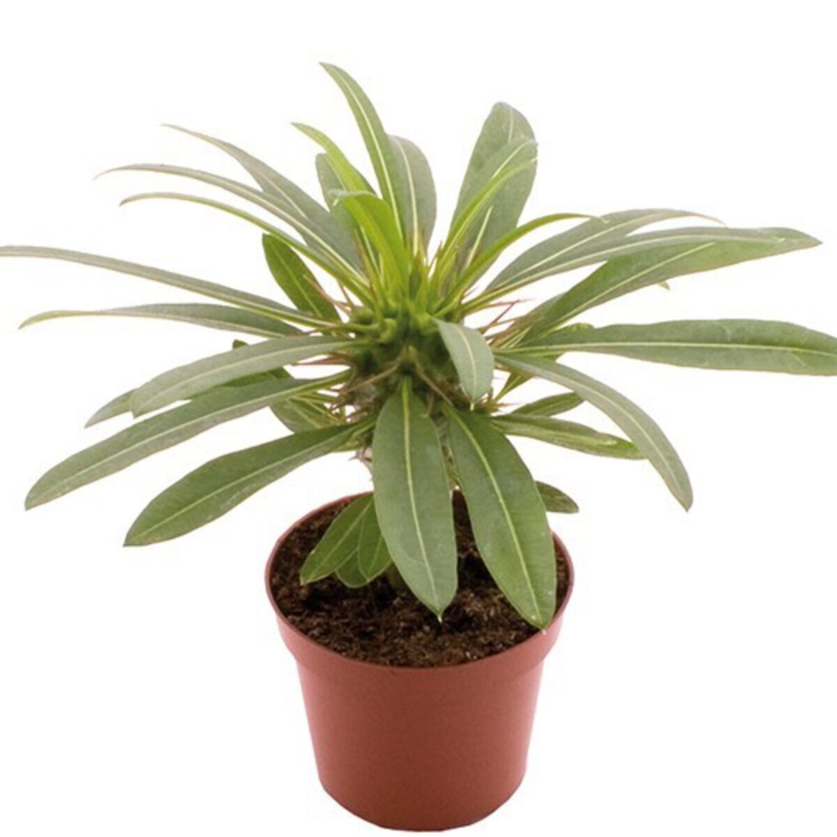 Pachypodium Lamerei Madagascar Palm | SiteOne