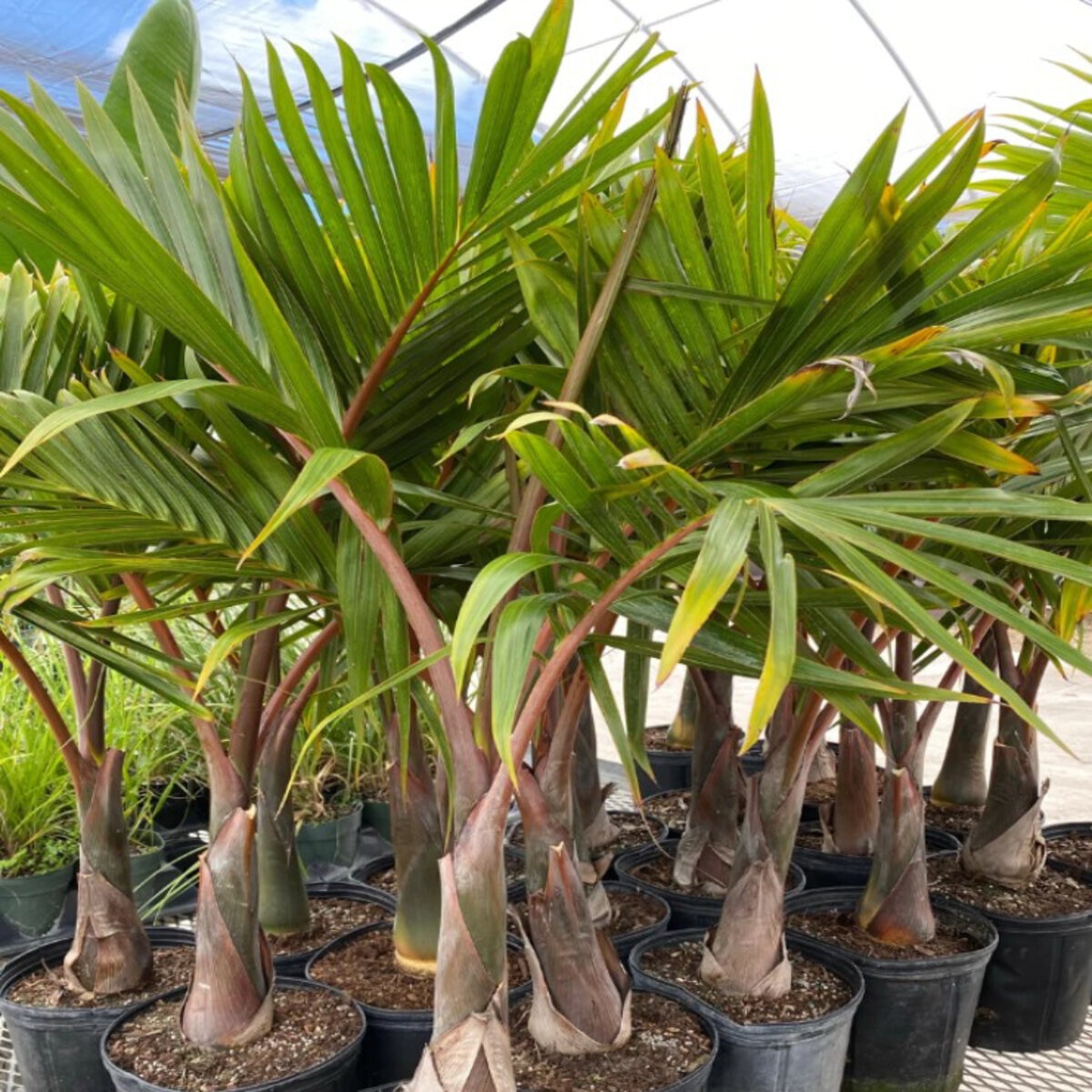 Dypsis Decaryi Triangle Palm | SiteOne
