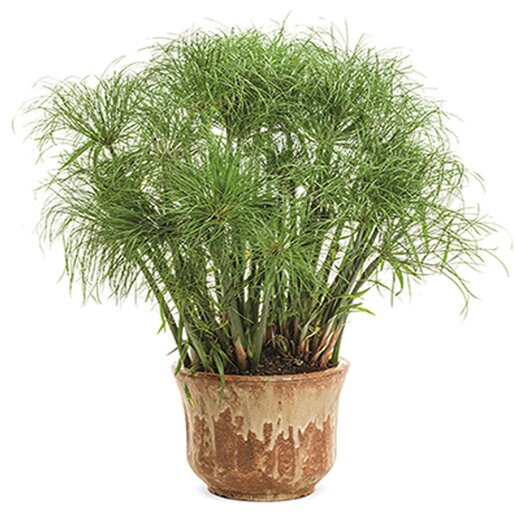 Cyperus Papyrus Nanus Dwarf Papyrus | SiteOne