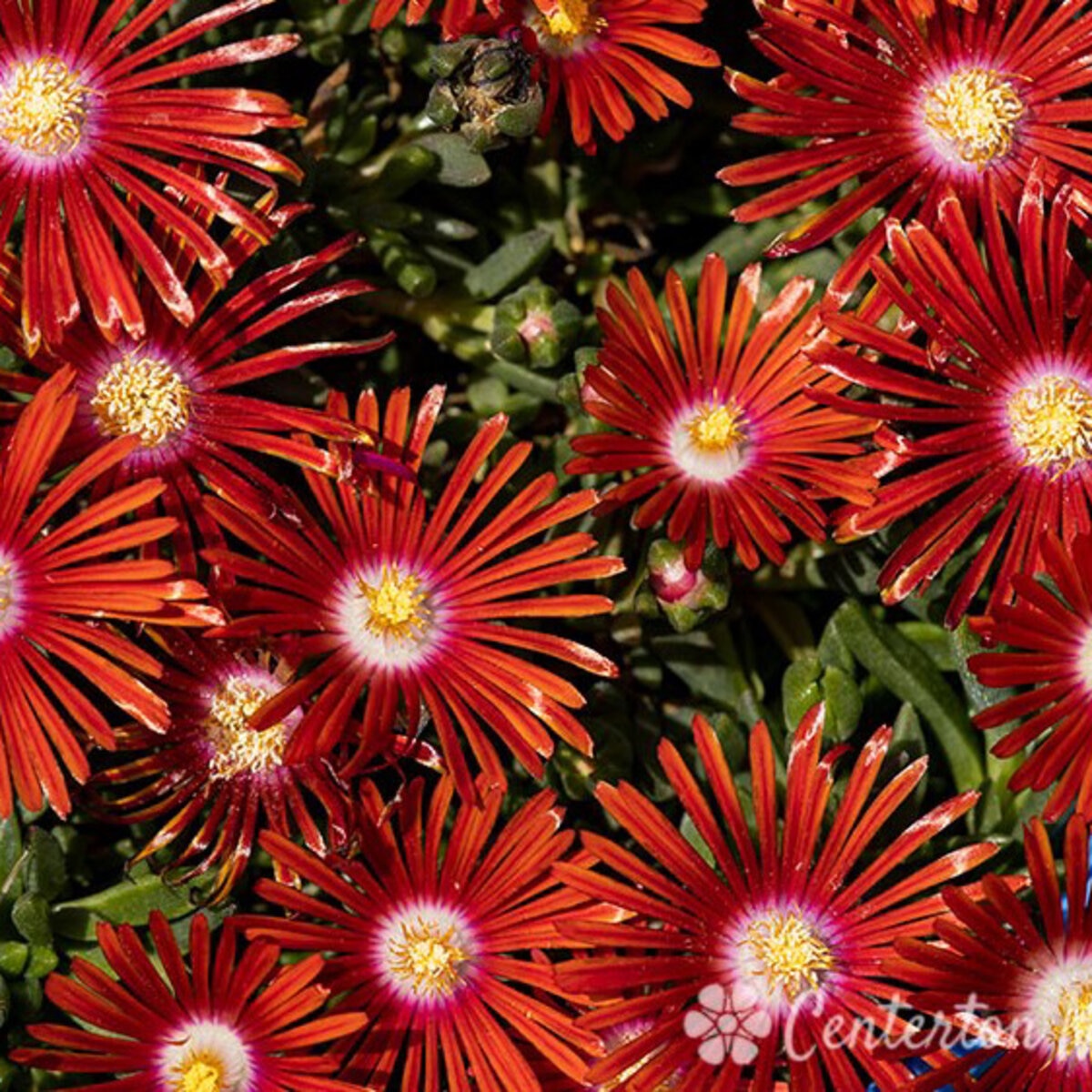 Delosperma Dyeri Red Mountain Ice Plant | SiteOne