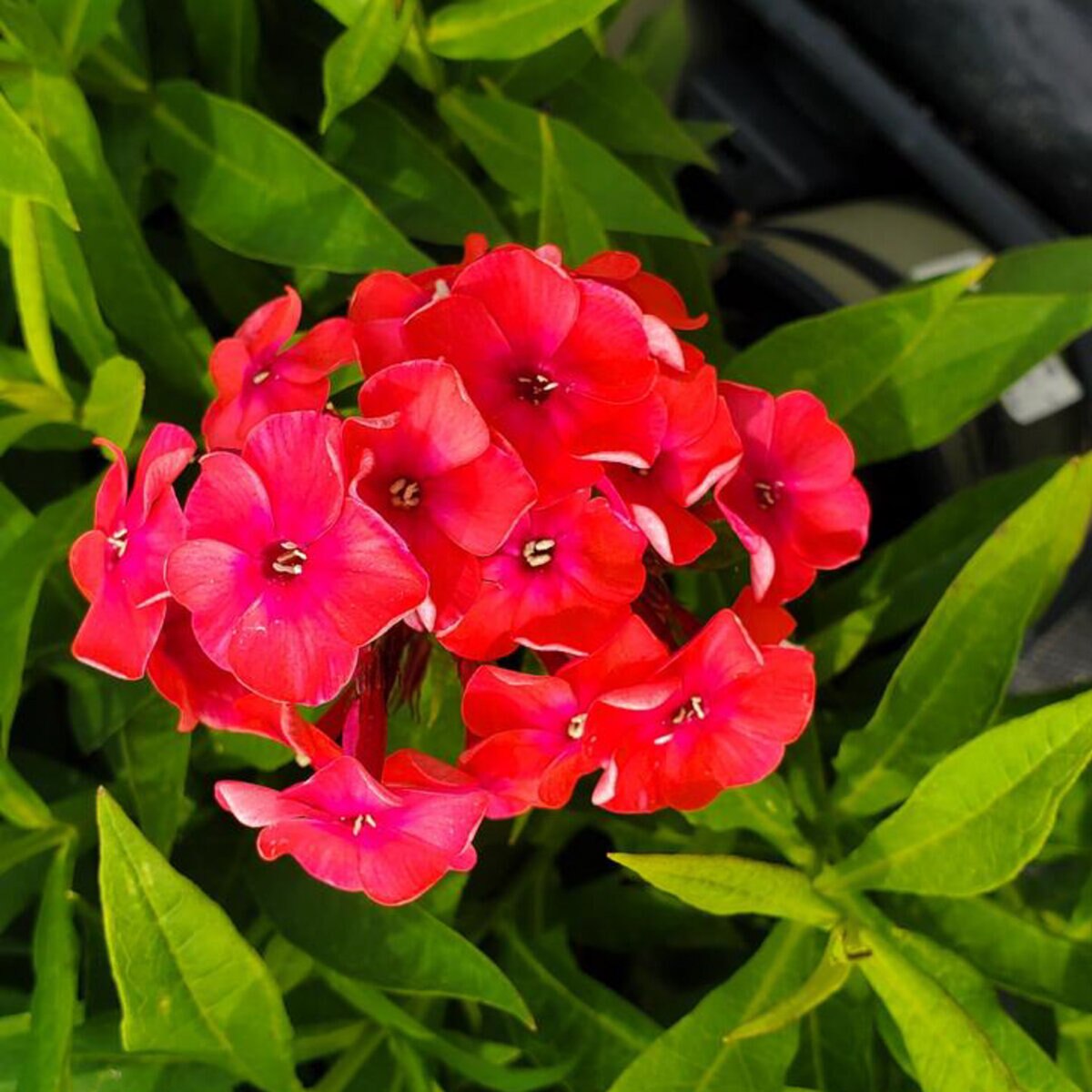 Phlox Paniculata Volcano Ruby Tall Phlox | SiteOne