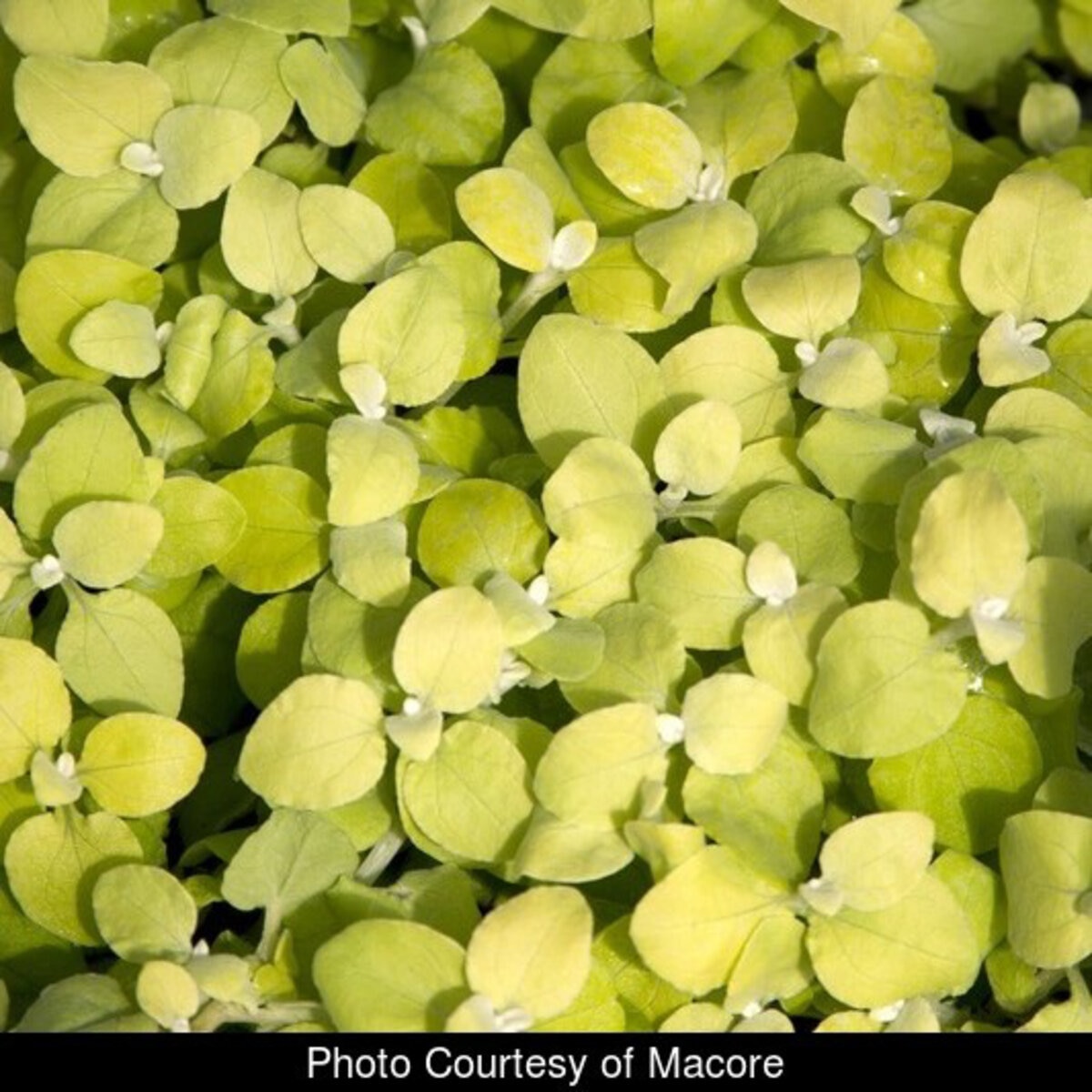 Helichrysum Petiolare Lemon Licorice Licorice-Plant | SiteOne