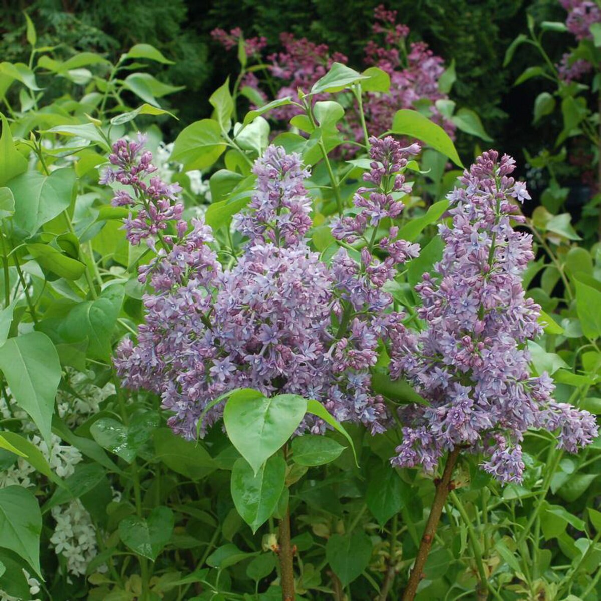 Syringa X Hyacinthiflora Royal Purple Lilac | SiteOne