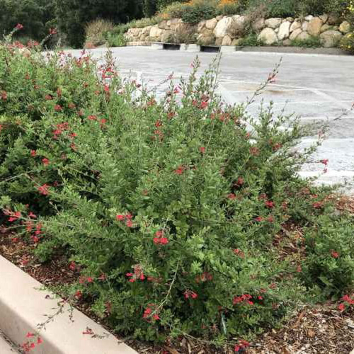 Galvezia Speciosa Firecracker Island Snapdragon | SiteOne