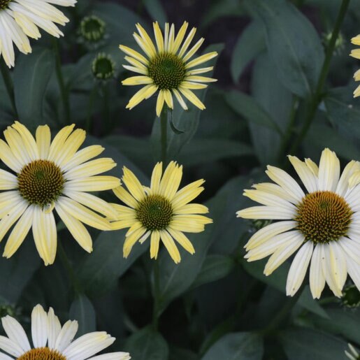 Echinacea X Butterfly Cleopatra Coneflower | SiteOne
