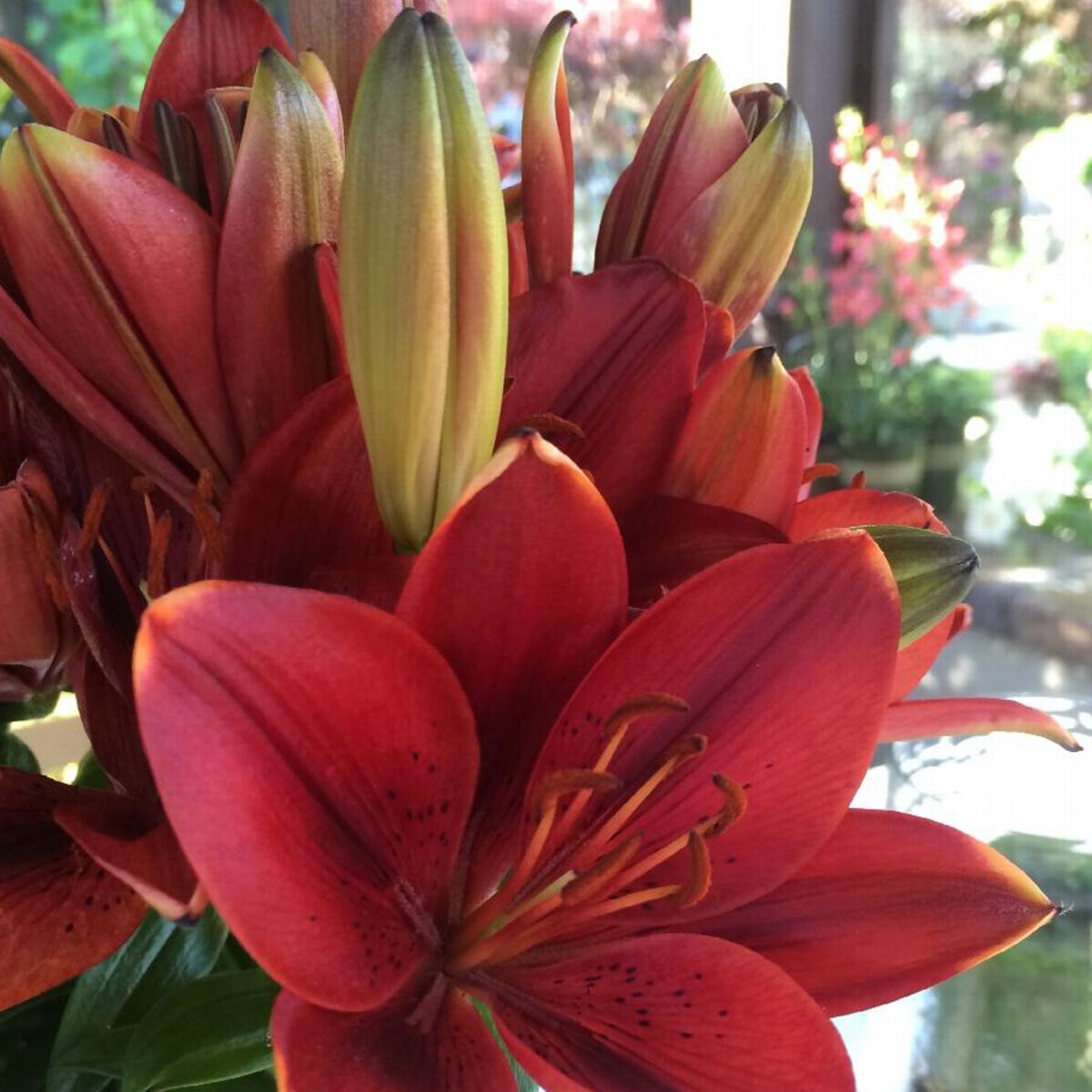 Lilium X Lily Looks Tiny Rocket Asiatic Lily | SiteOne