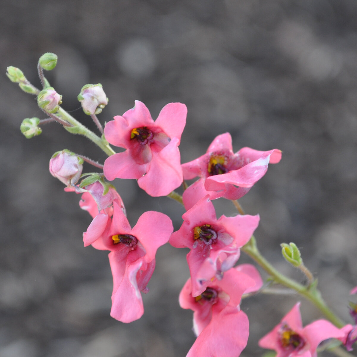 Diascia Integerrima Coral Canyon Twinspur | SiteOne