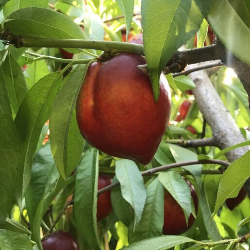 Prunus Persica Snow Queen Nectarine | SiteOne