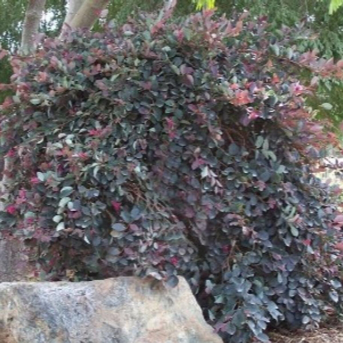 Loropetalum Chinense Pipas Red Fringe Flower | SiteOne