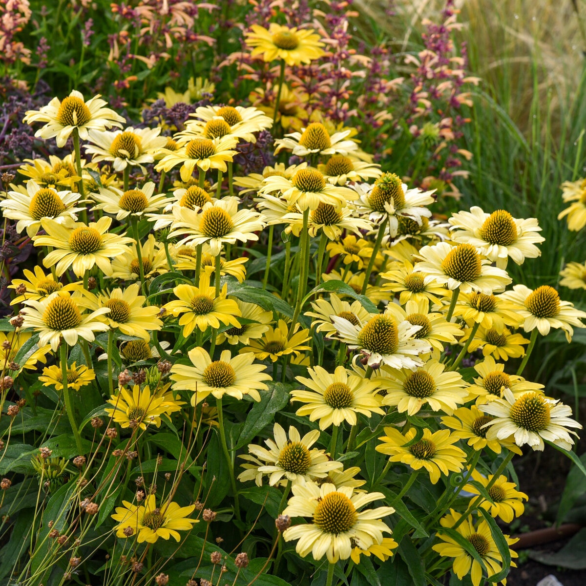 Echinacea X Eye-Catcher Canary Feathers Coneflower | SiteOne