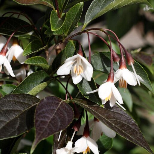 Styrax Japonicus Evening Light Japanese Snowbell | SiteOne
