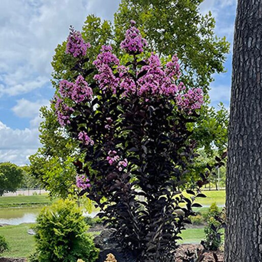 Lagerstroemia X Thunderstruck Lavender Skies Crape Myrt | SiteOne
