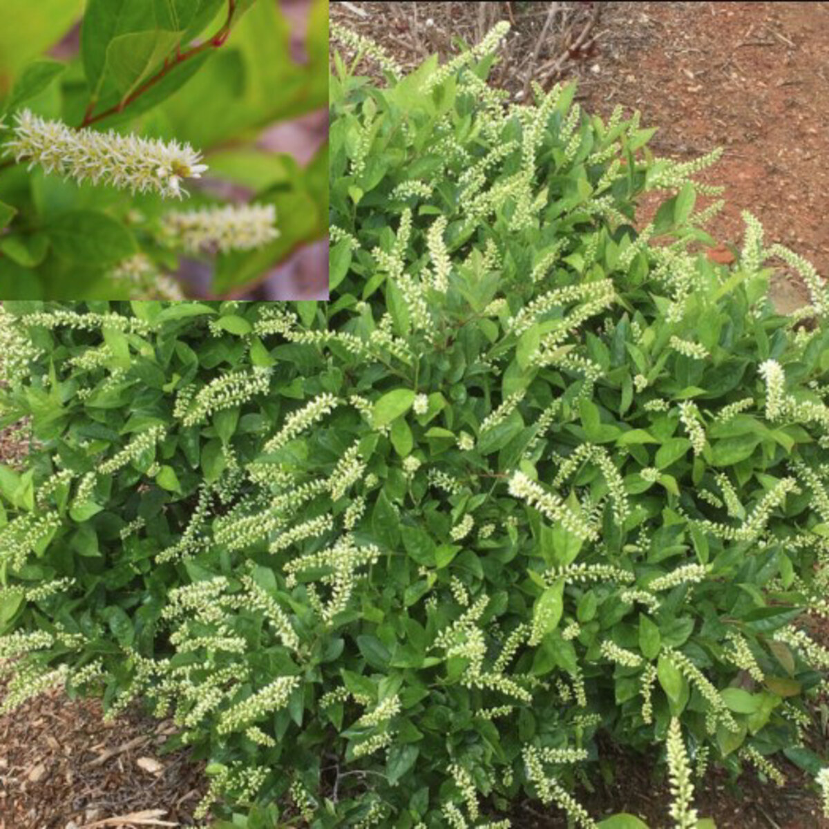 Itea Virginica Bailteaone Love Child Sweetspire | SiteOne
