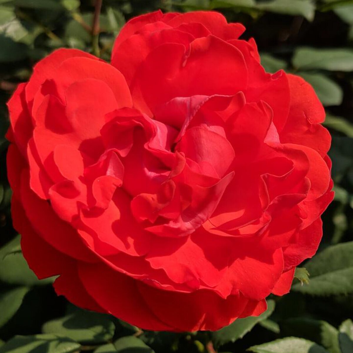 Rosa X True Bloom True Passion Hybrid Tea Rose | SiteOne