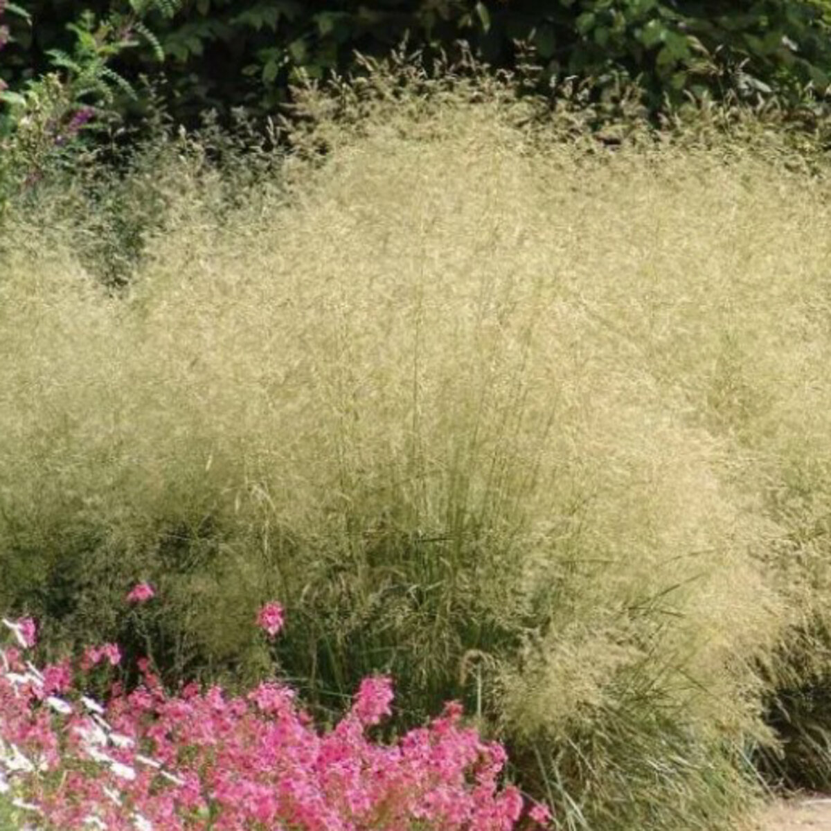 Deschampsia Cespitosa Goldtau Golden Dew Tufted Hair Gr | SiteOne