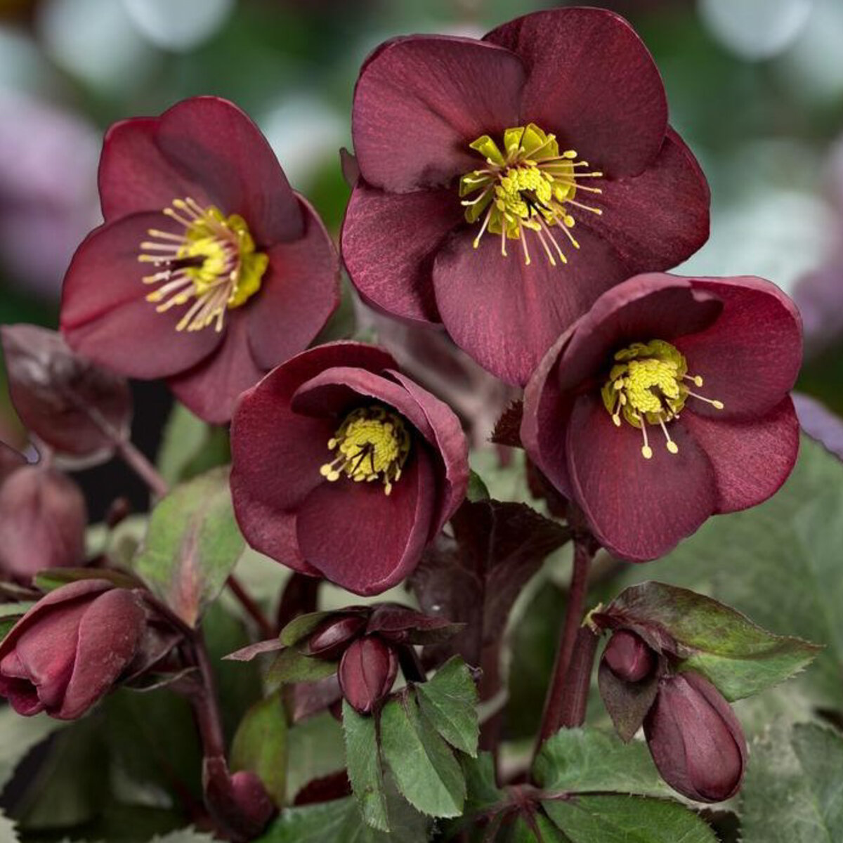 Helleborus X Glandorfensis HGC Ice N Roses Merlot Lente | SiteOne