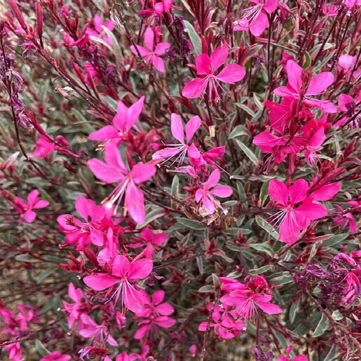 Gaura Lindheimeri Gambit Variegata Rose Gaura | SiteOne