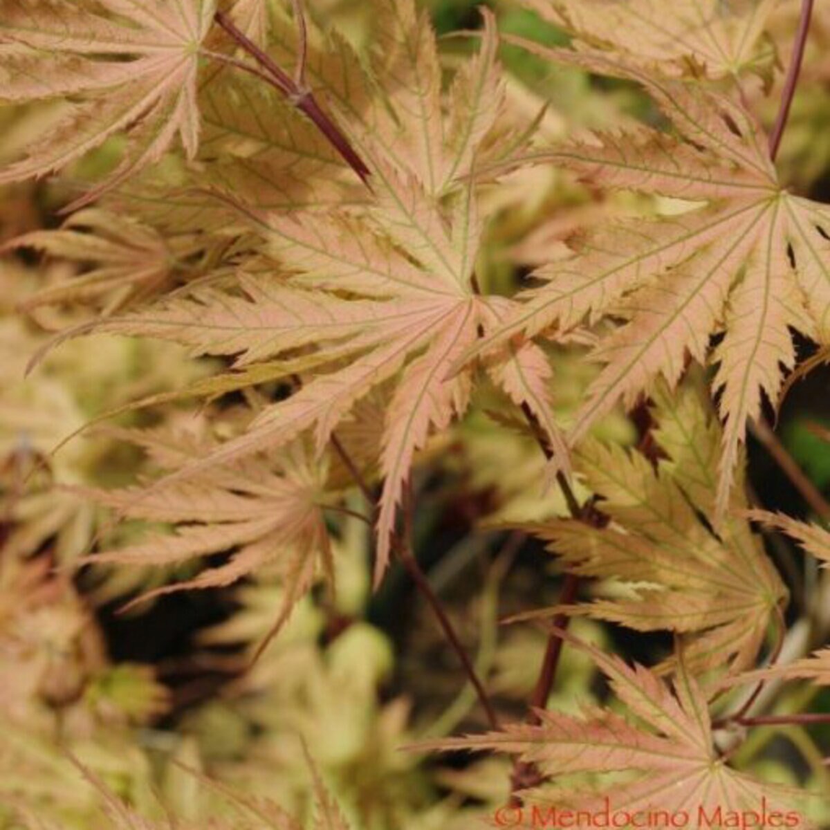 Acer Palmatum Ariadne Japanese Maple | SiteOne