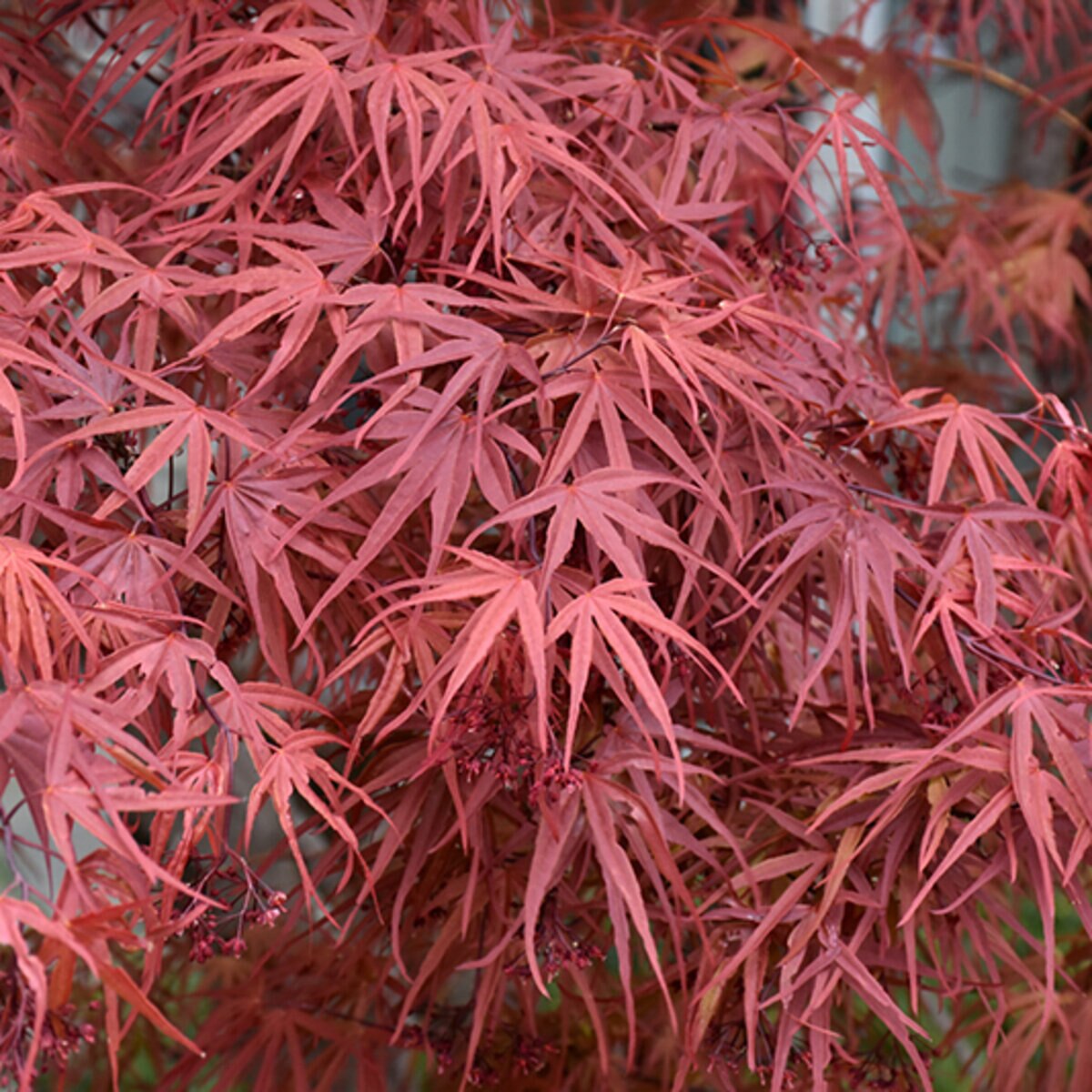 Acer Palmatum Beni Otake Japanese Maple | SiteOne