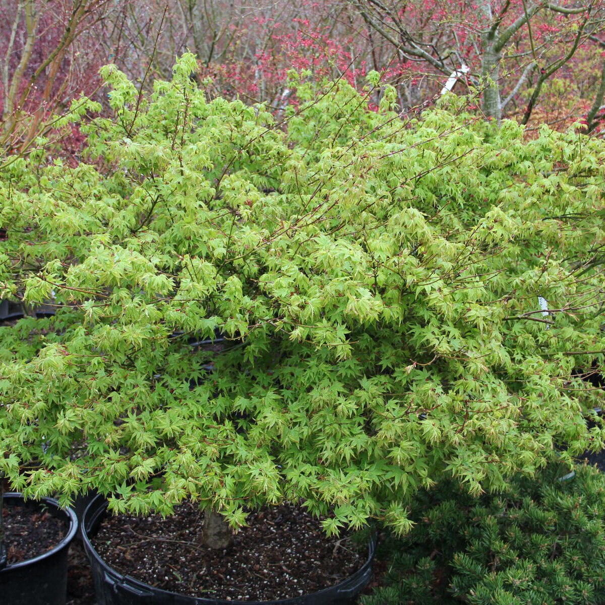 Acer Palmatum Kashima Yatsubusa Dwarf Japanese Maple | SiteOne