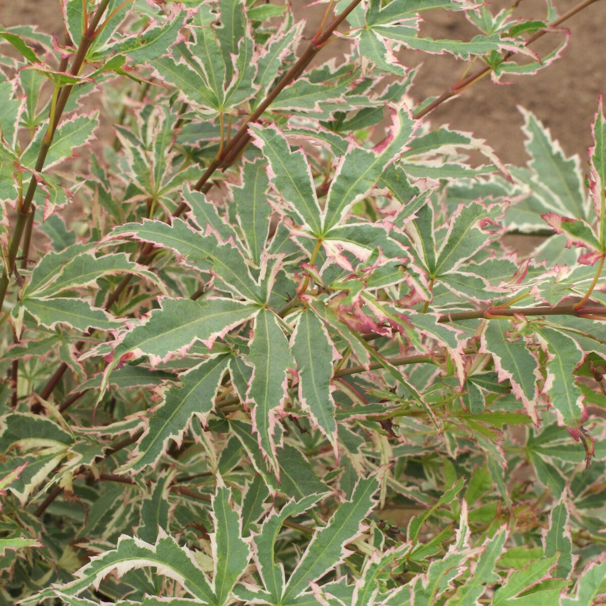 Acer Palmatum Okukuji Nishiki Japanese Maple | SiteOne