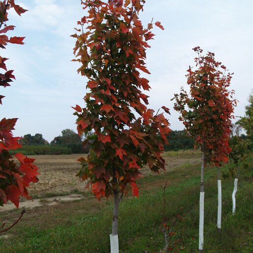 Acer Rubrum Red Rocket Red Maple | SiteOne