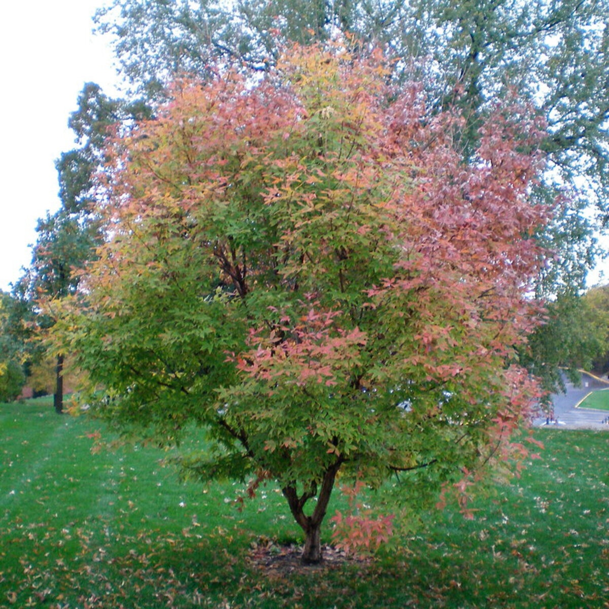 Acer Triflorum Three Flowered Maple | SiteOne