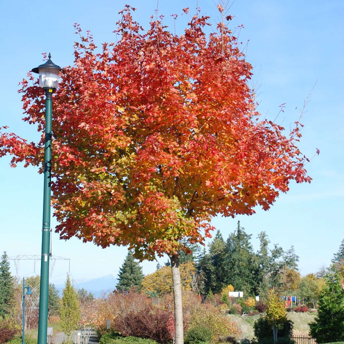 Acer Truncatum x Platanoides Urban Sunset Maple | SiteOne