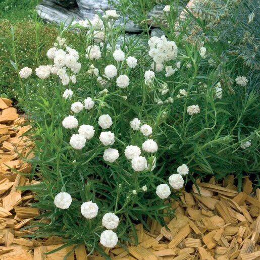 Achillea Ptarmica Noblessa Brideflower Yarrow | SiteOne