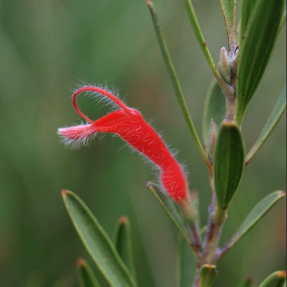Adenanthos Drummondii Jugflower | SiteOne