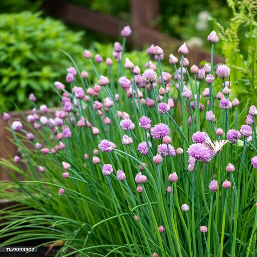 Allium X Chivette Chives | SiteOne