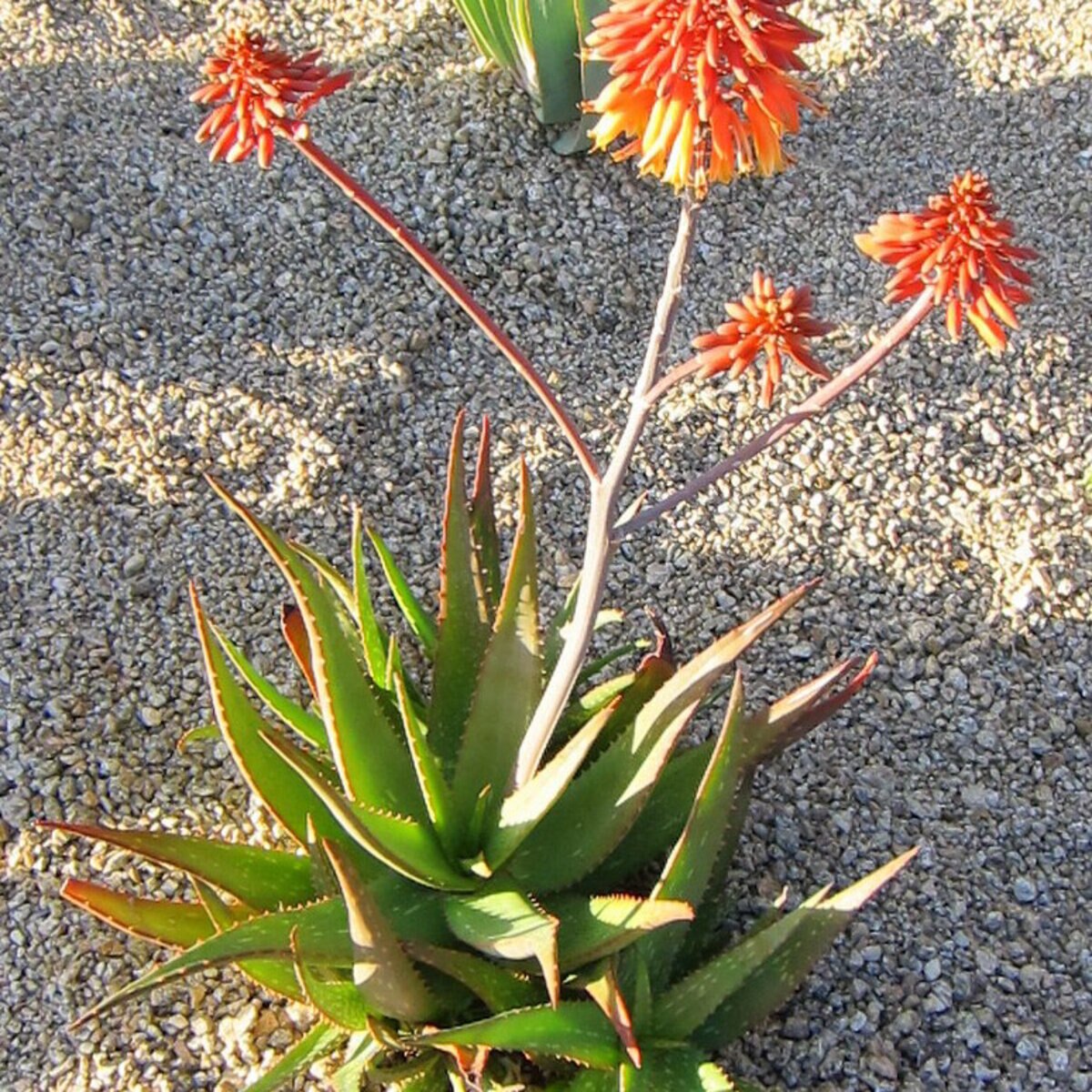 Aloe Rudikoppe Little Gem Aloe | SiteOne
