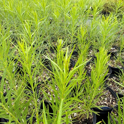 Amsonia Hubrichtii 'Butterscotch' Bluestar | SiteOne