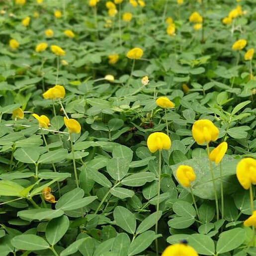Arachis Glabrata Ecotruf Perennial Peanut | SiteOne