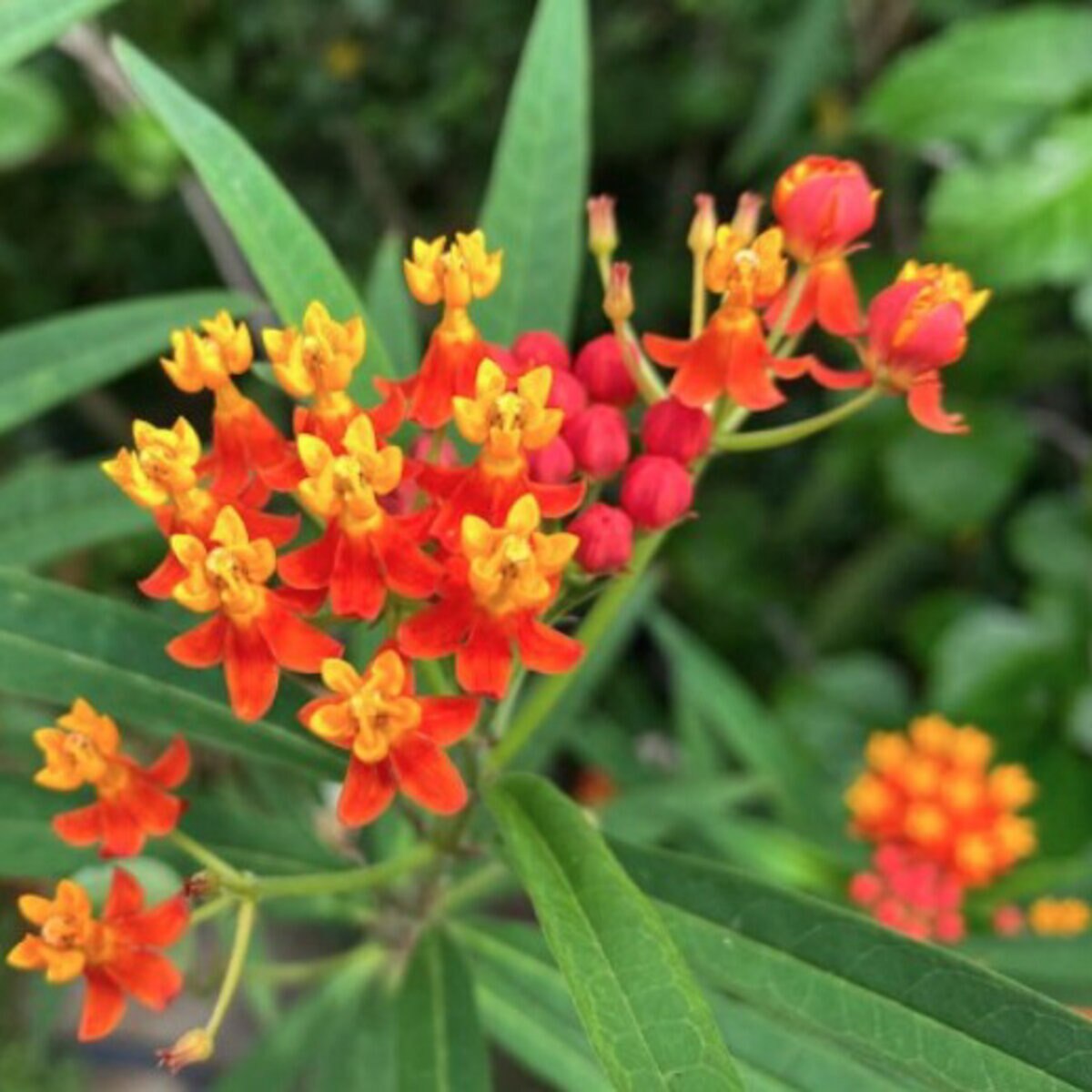 Asclepias Curassavica Silky Mix Milkweed | SiteOne