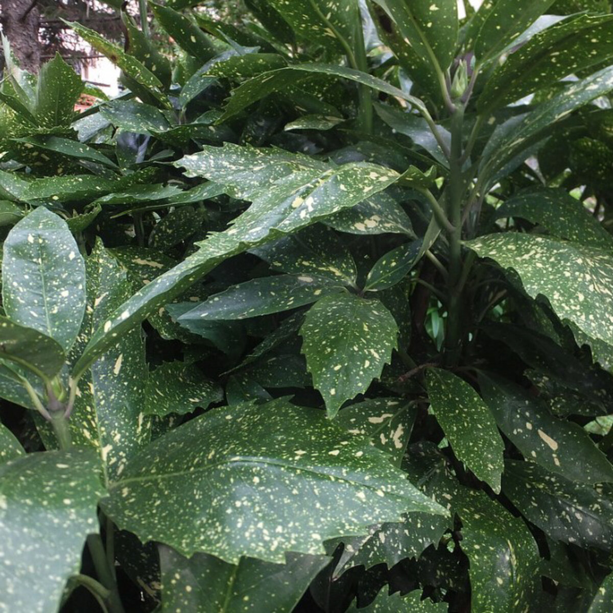 Aucuba Japonica Emily Rose Japanese Laurel | SiteOne