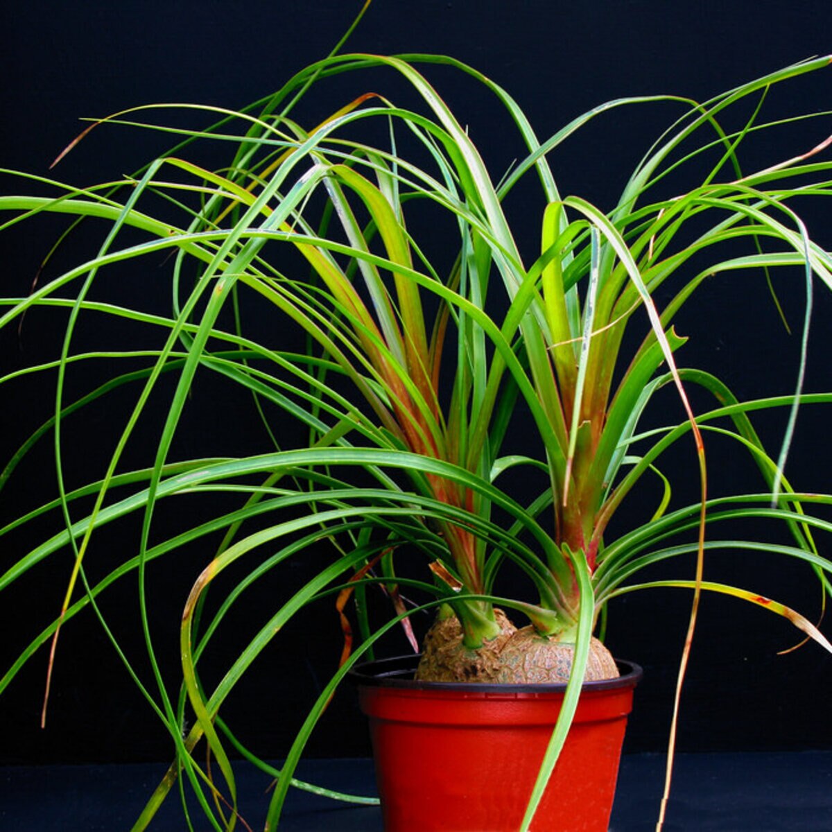 Beaucarnea Guatemalensis Red Ponytail Plant | SiteOne