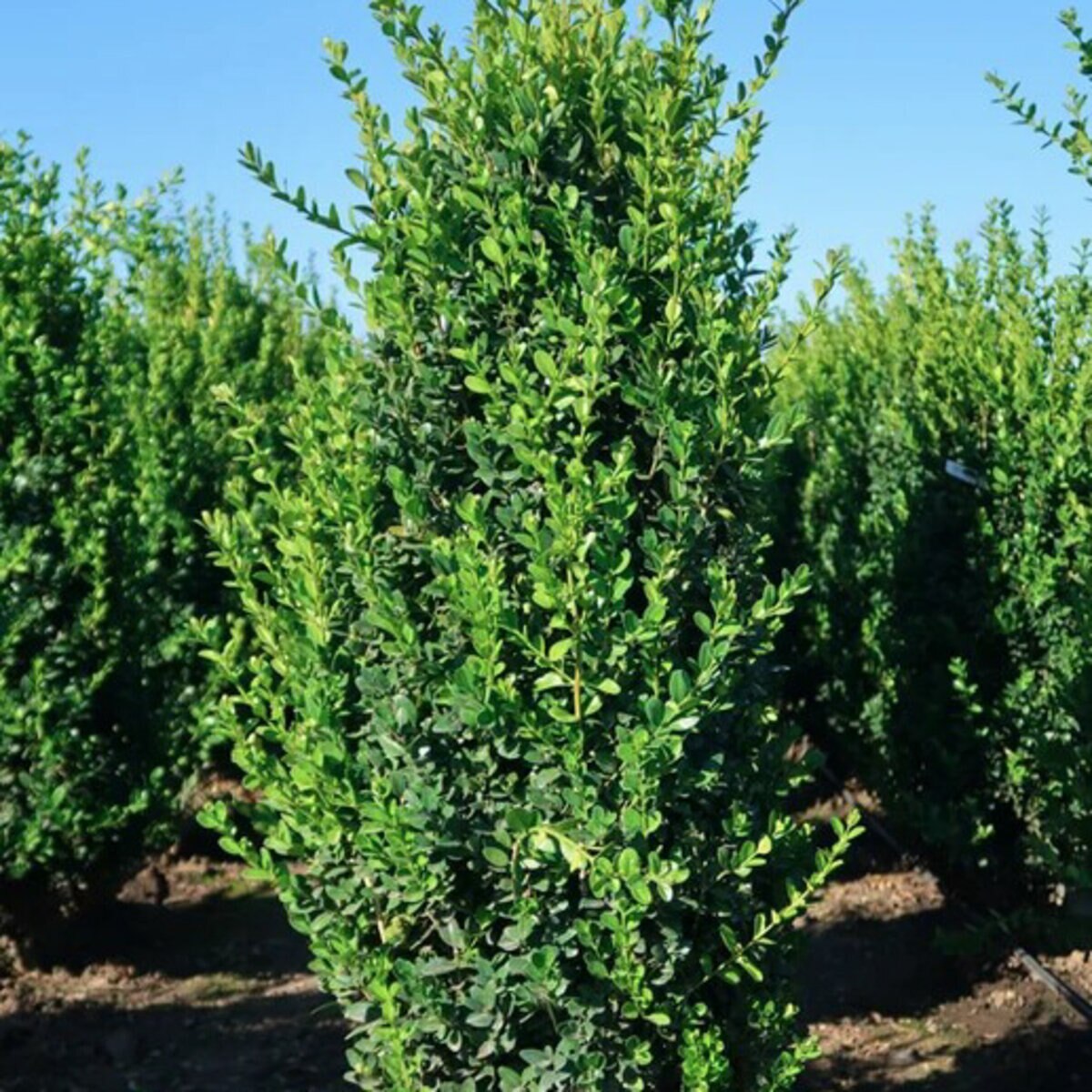 Buxus Sempervirens Highlander American Boxwood | SiteOne